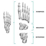 Ossa del piede. Nomi, parti e funzioni di questa anatomia ossea ...