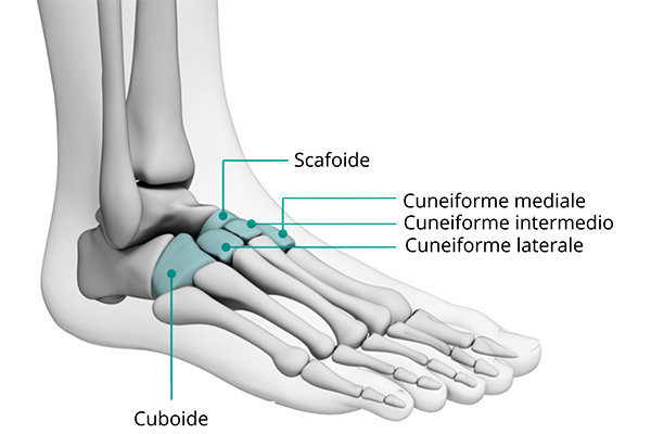 Ossa del piede. Nomi, parti e funzioni di questa anatomia ossea ...