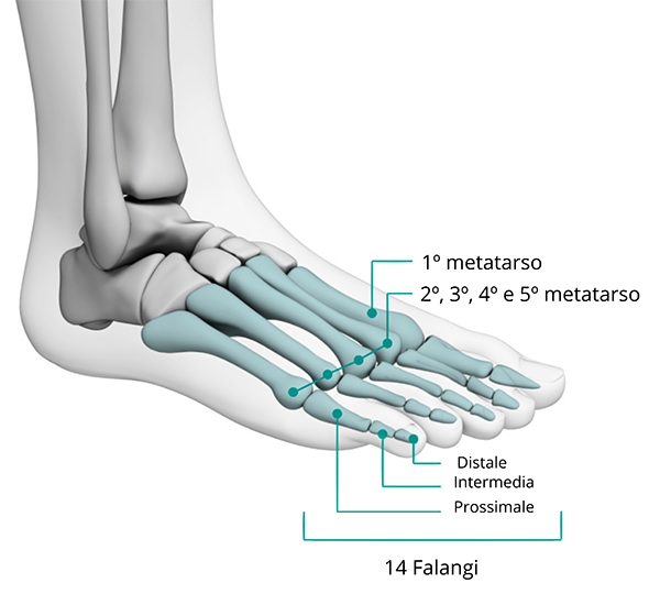 Ossa del piede. Nomi, parti e funzioni di questa anatomia ossea ...