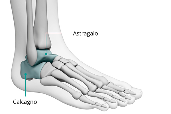 Ossa del piede. Nomi, parti e funzioni di questa anatomia ossea ...